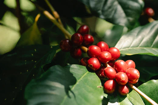GEVI | Basic History of the Coffee Trees
