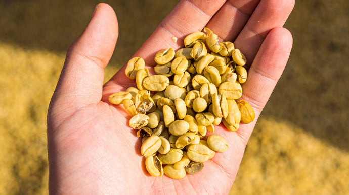 Coffee Defects Guide: Identify & Prevent Bean Imperfections – GEVI