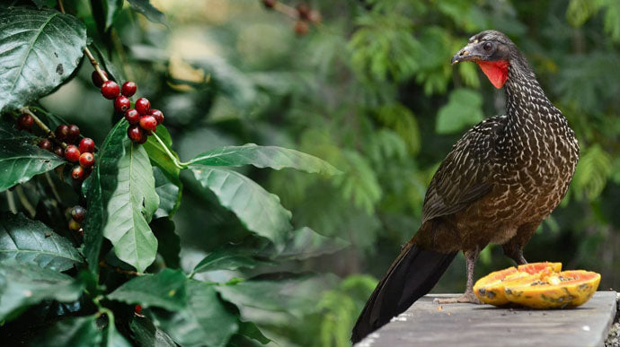 Jacu Bird Coffee: Brazil’s Rarest Bird Poop Coffee Unveiled – GEVI
