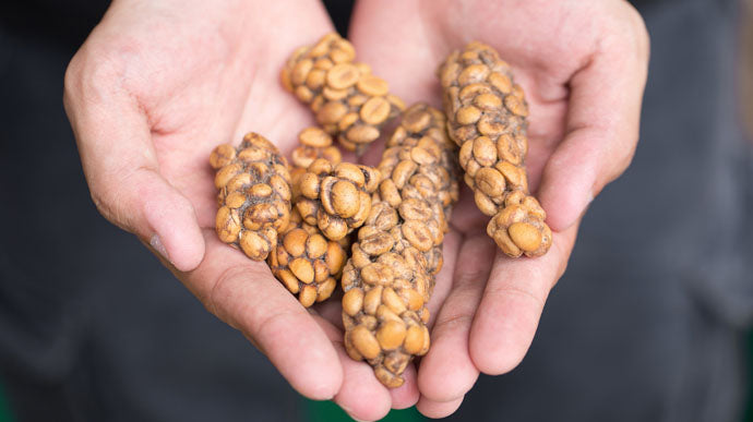 Poop Coffee Explained: Kopi Luwak, Bat Coffee & More – GEVI