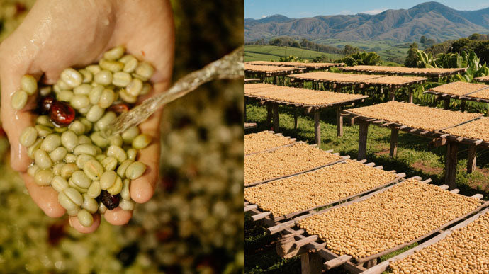 Washed vs. Natural Yirgacheffe: Processing & Flavor Impact – GEVI